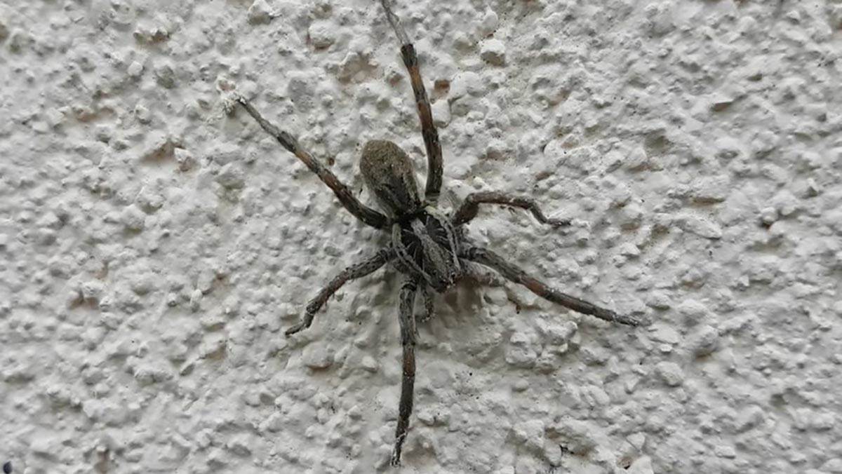 Čovek čuva džinovskog pauka u kući kao kućnog ljubimca | Mondo