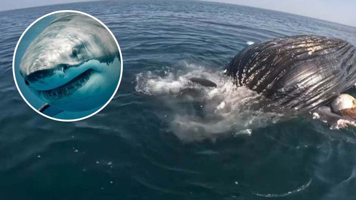 Ajkula napala leš kita | Mondo