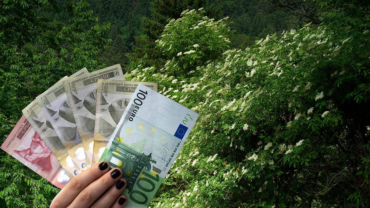 Zarada od zove | Mondo