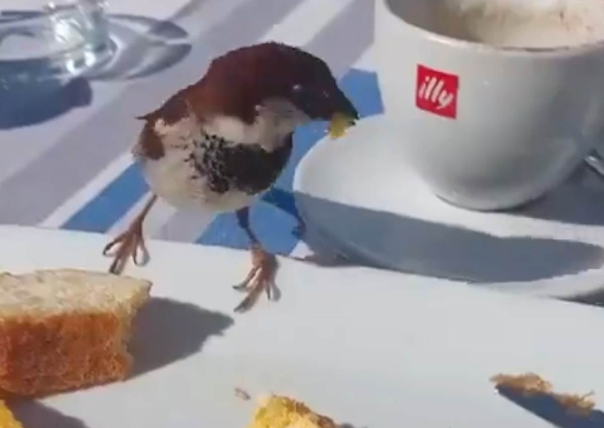 Vrabac uzima hranu sa stola kako bi nahranio drugog vrapca | Mondo