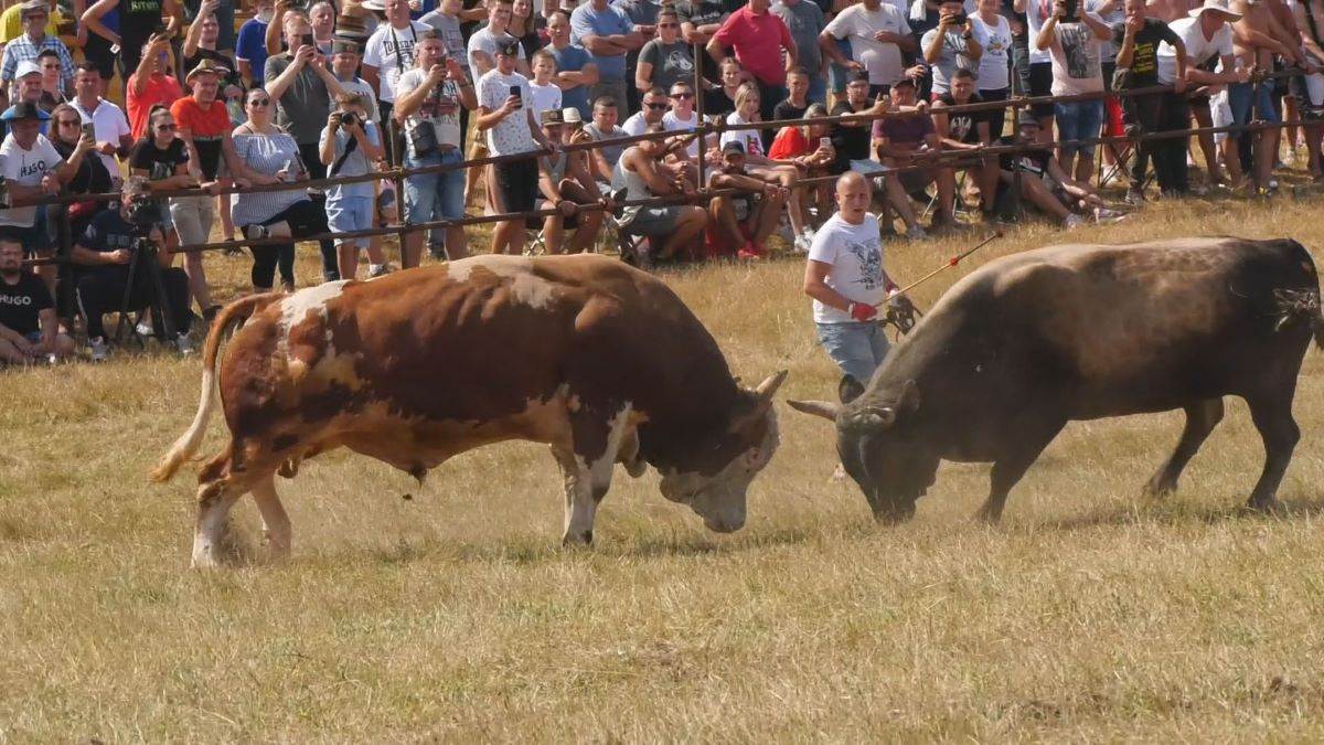 Nadomak Banjaluke organizuju se jedinstvene borbe bikova na Balkanu | Mondo