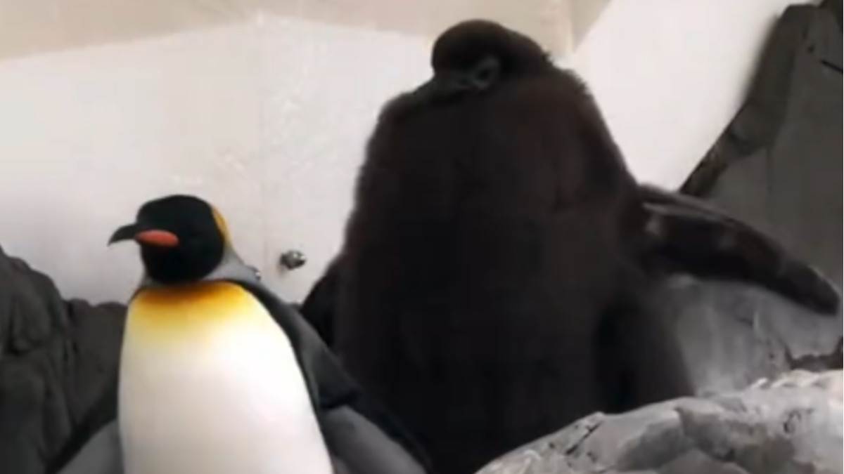 Pingvin Pesto još je beba a veći je od svojih roditelja | Mondo