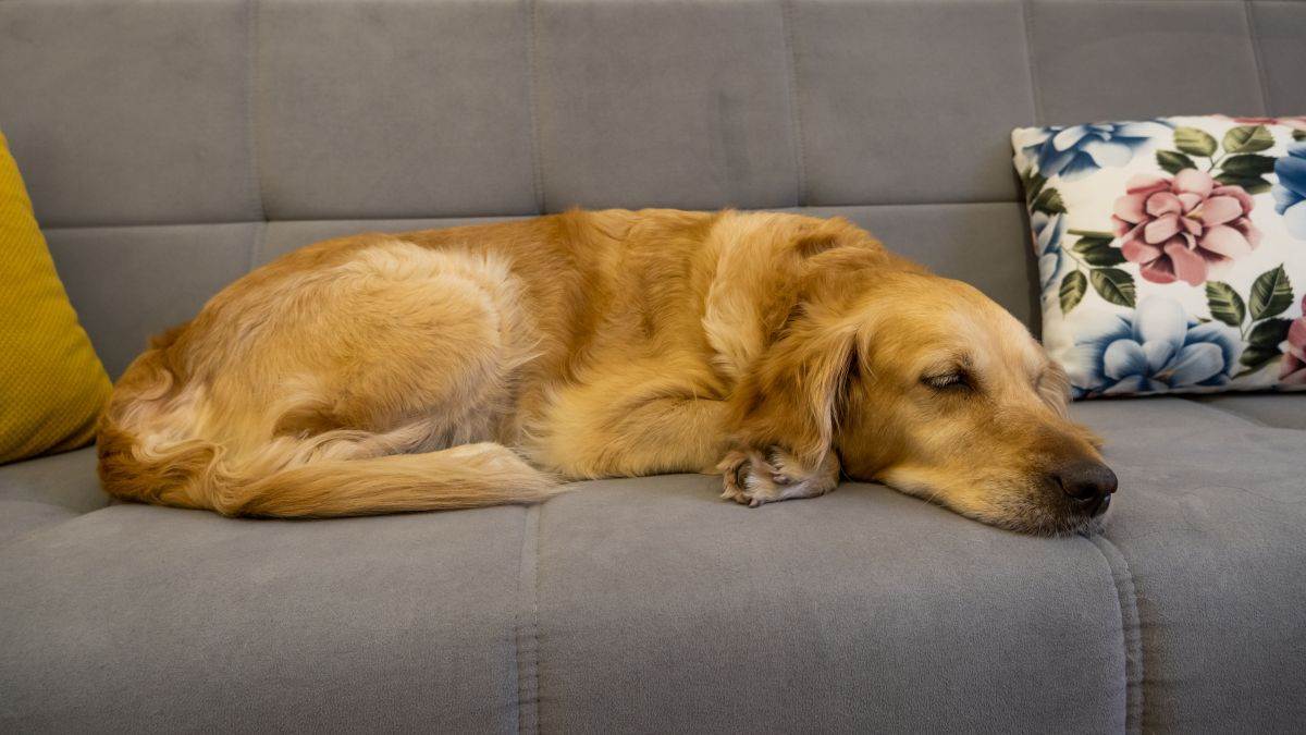 Da li je normalno da pas spava ceo dan | Mondo