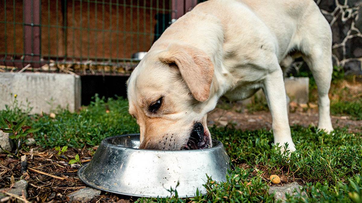 Zašto su labradori uvek gladni | Mondo