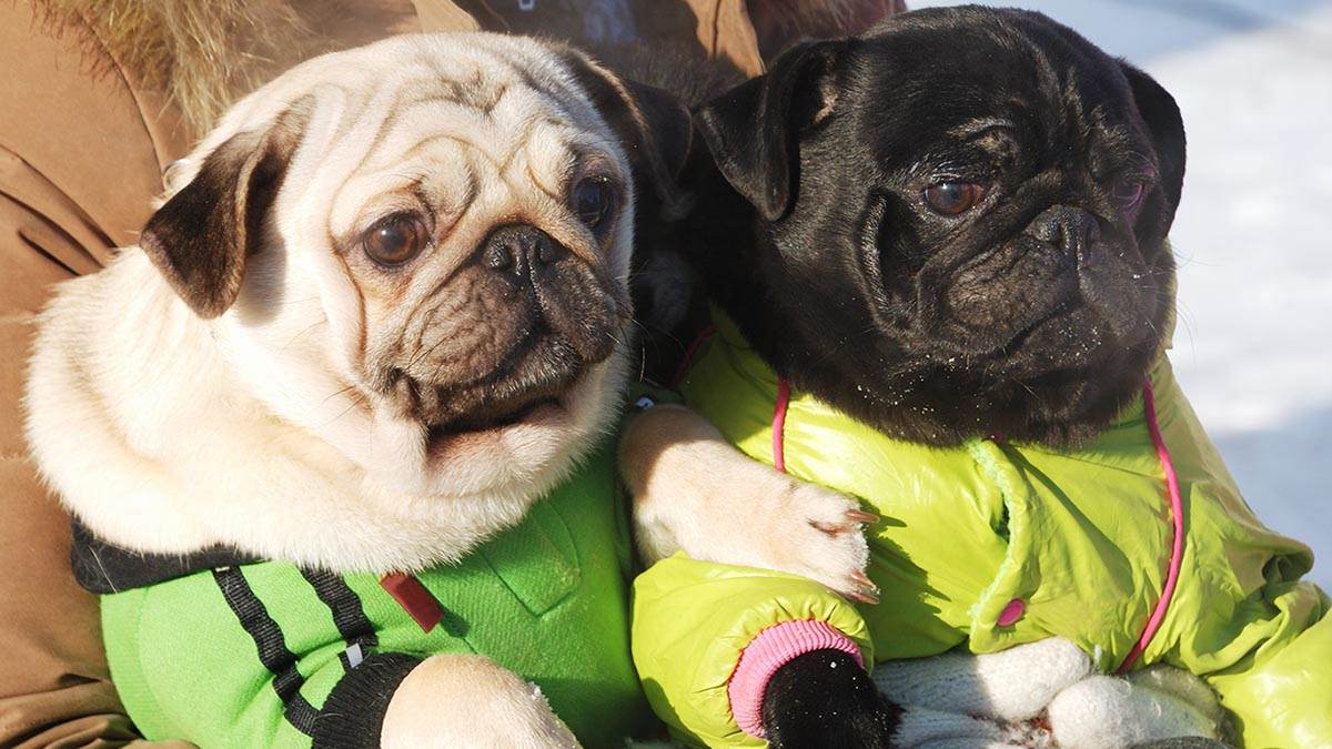 5 rasa pasa koje najgore razumeju ljude: Možete da ih učite godinama ...