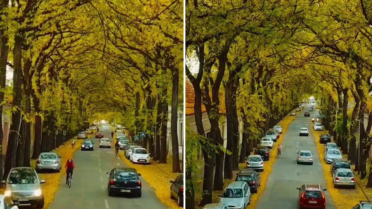 Ulica Petra Drapšina u Kikindi je jedna od najlepših na svetu | Mondo
