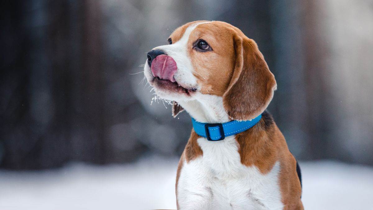 5 rasa pasa koje ne podnose hladnoću | Mondo