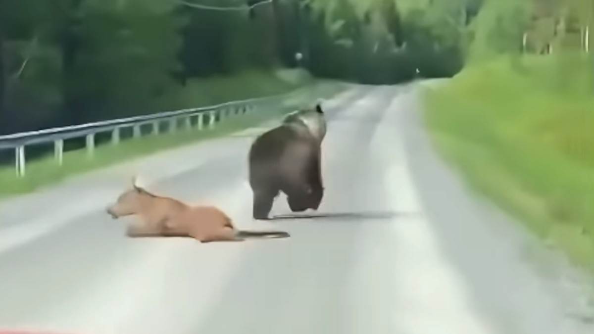 Čovek spasio losa iz čeljusti medveda kada mu je poginuo prijatelj, pa ...
