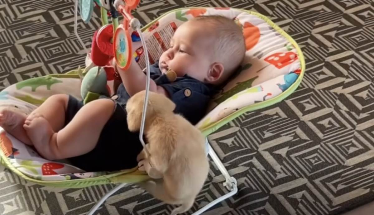 Morate da vidite snimak šteneta koje se nije smirilo dok se nije popelo ...