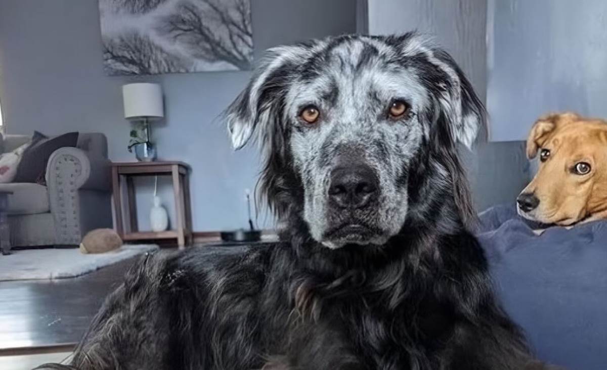 Imao je crnog psa, a za dve godine je postao beo: Ljubimac oboleo od ...