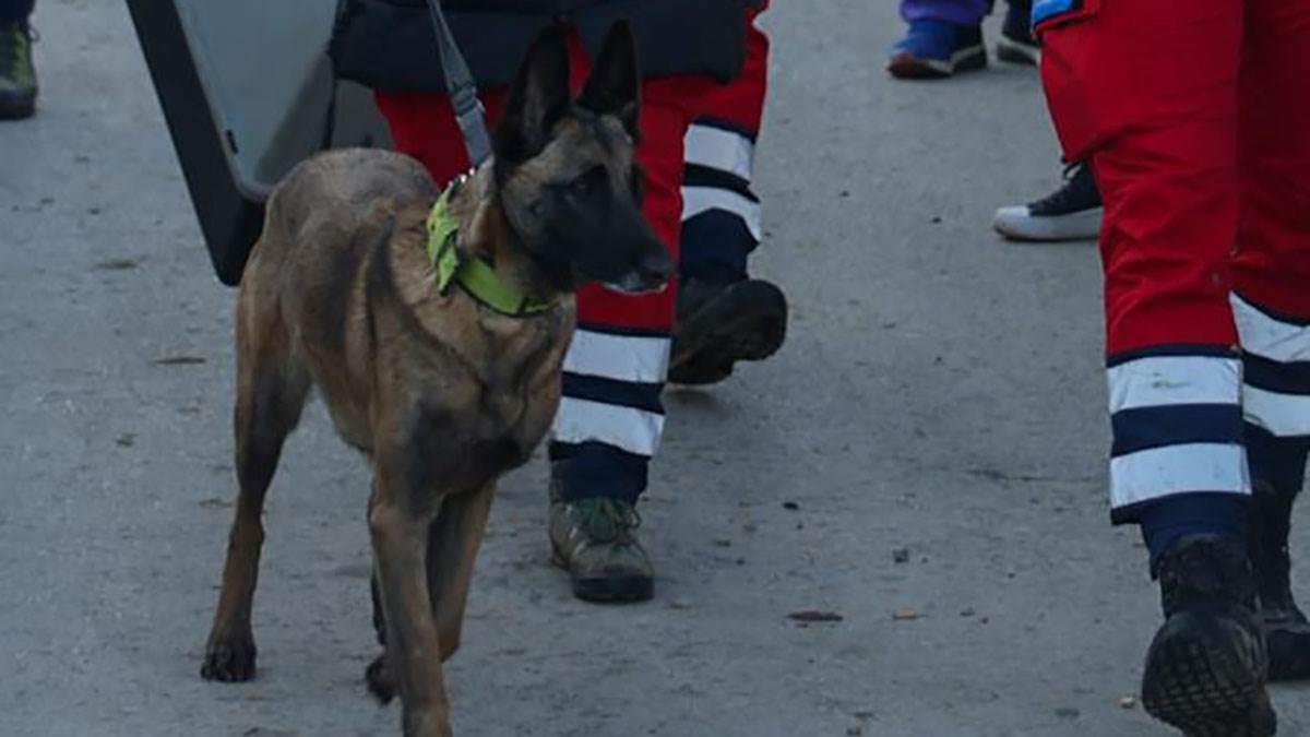 Rasa psa koji je pronašao devojčicu iz Uba | Mondo