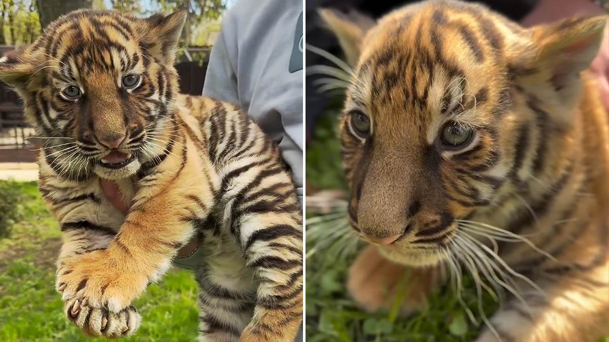 Zoo-vrt u Jagodini dobio bebu bengalskog tigra | Mondo