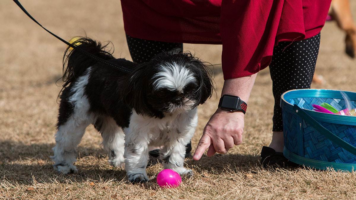 Da li psi smeju da jedu jaja | Mondo
