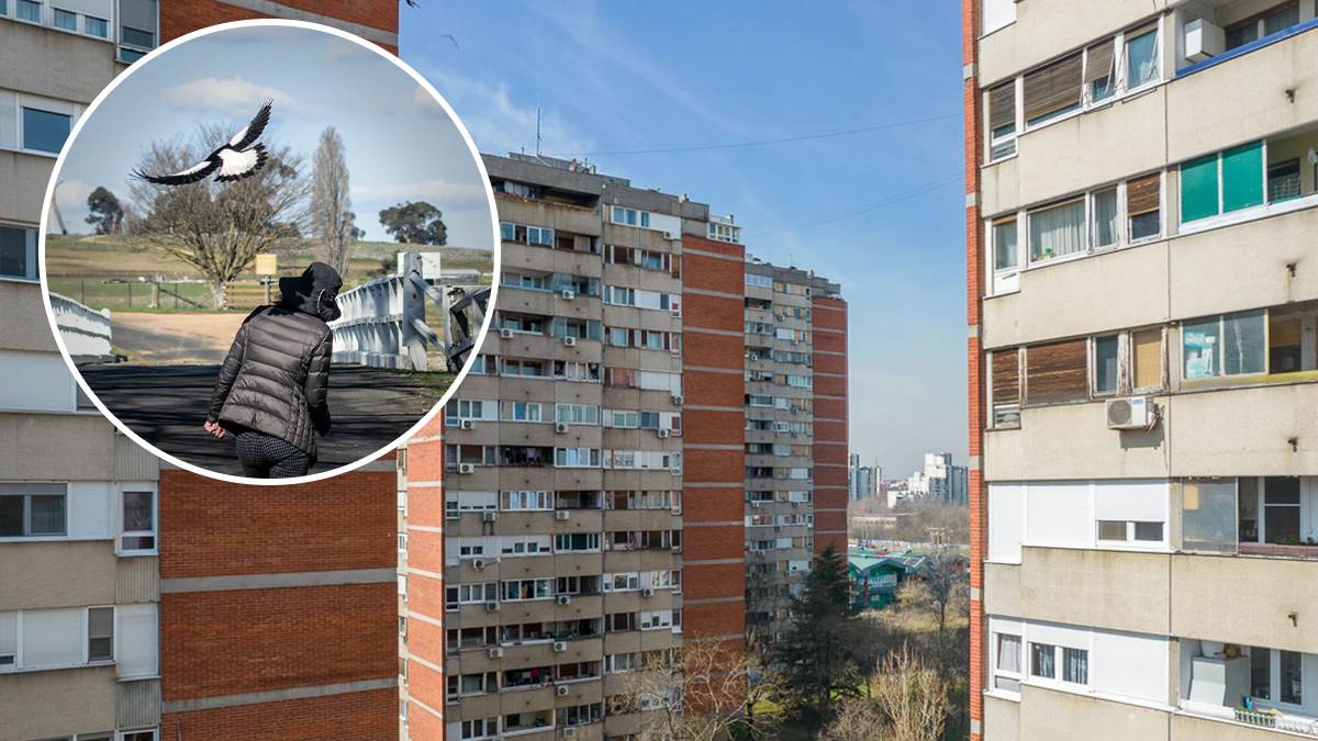 Svrake i vrane napadaju Beograđane | Mondo