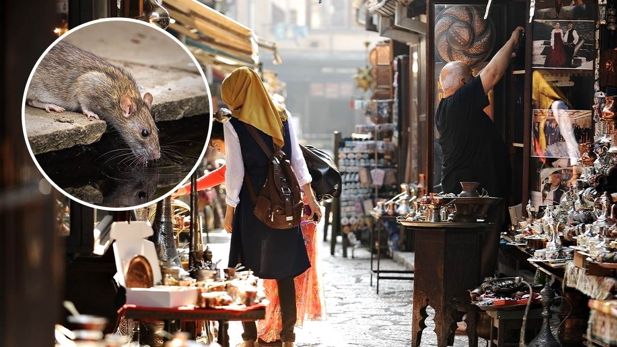 Epidemija pacovske groznice u Sarajevu simptomi | Mondo