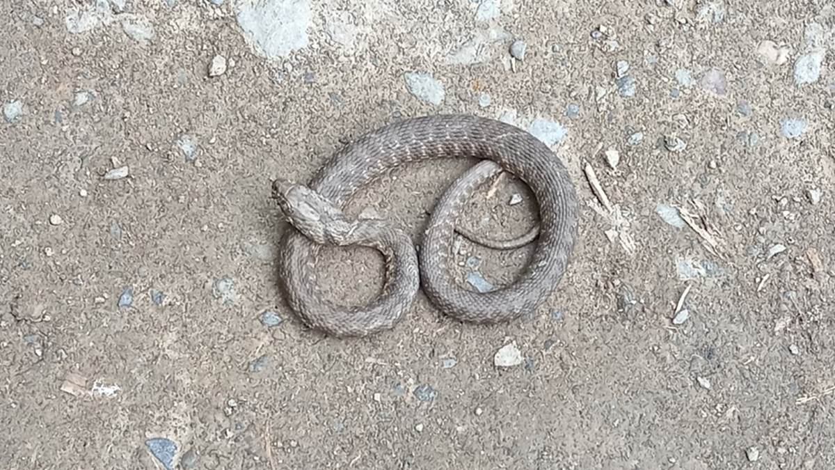 Zmija otrovnica ujela dečaka (7) na popularnoj plaži: Drama na Jadranu ...