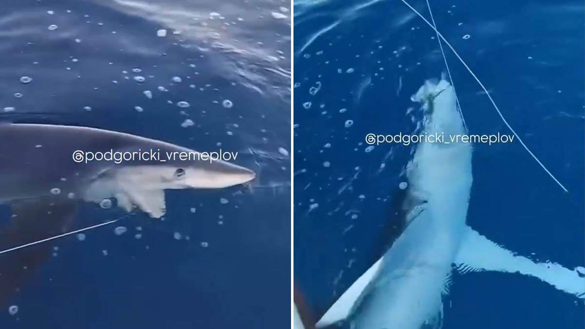 Plava ajkula uhvaćena kod Petrovca | Mondo