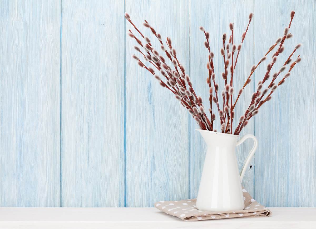 cica mace biljka | Mondo