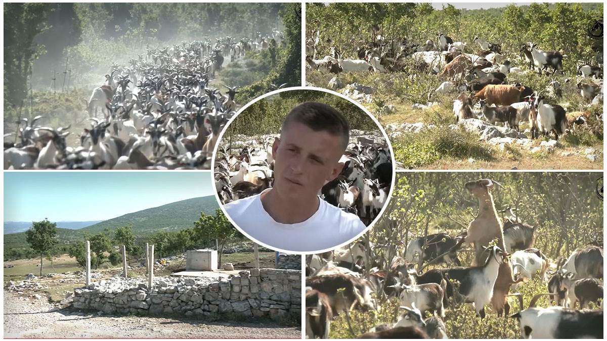 Marijo Mijoč najpoznatiji mladi pastir u Hrvatskoj čuva 1000 koza | Mondo