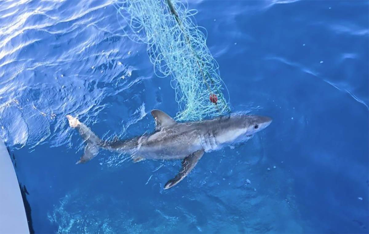 Najveći mužjak velike bele ajkule na svetu kreće se ka Martas Vinjardu ...