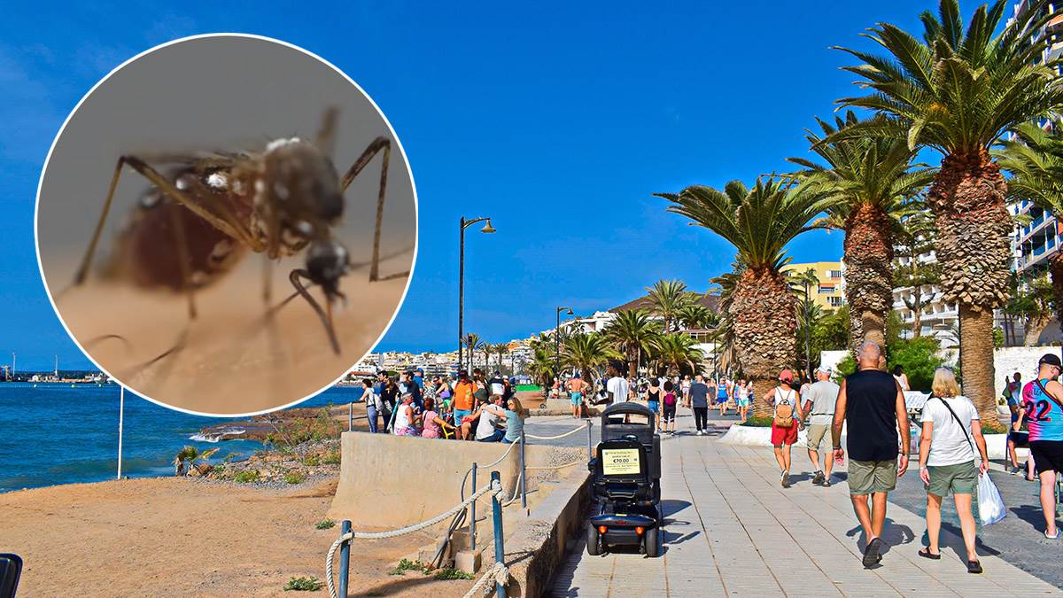 Turistkinja se bori za život posle ujeda komarca na Tenerifima | Mondo