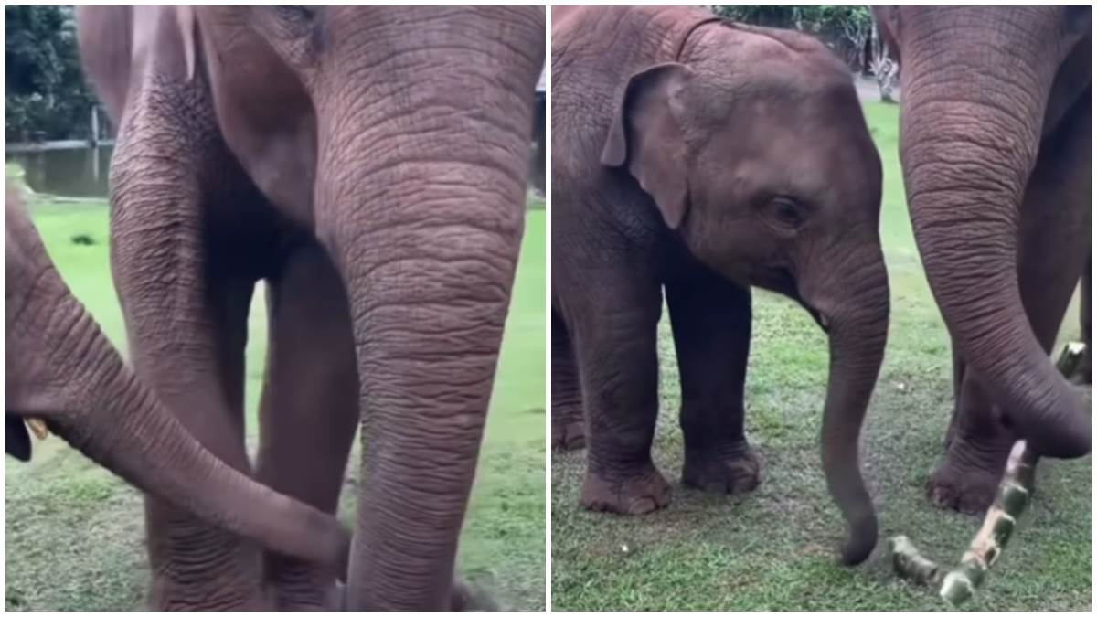 Mama slonica ne može da se zasladi od alavog i dosadnog slončeta | Mondo