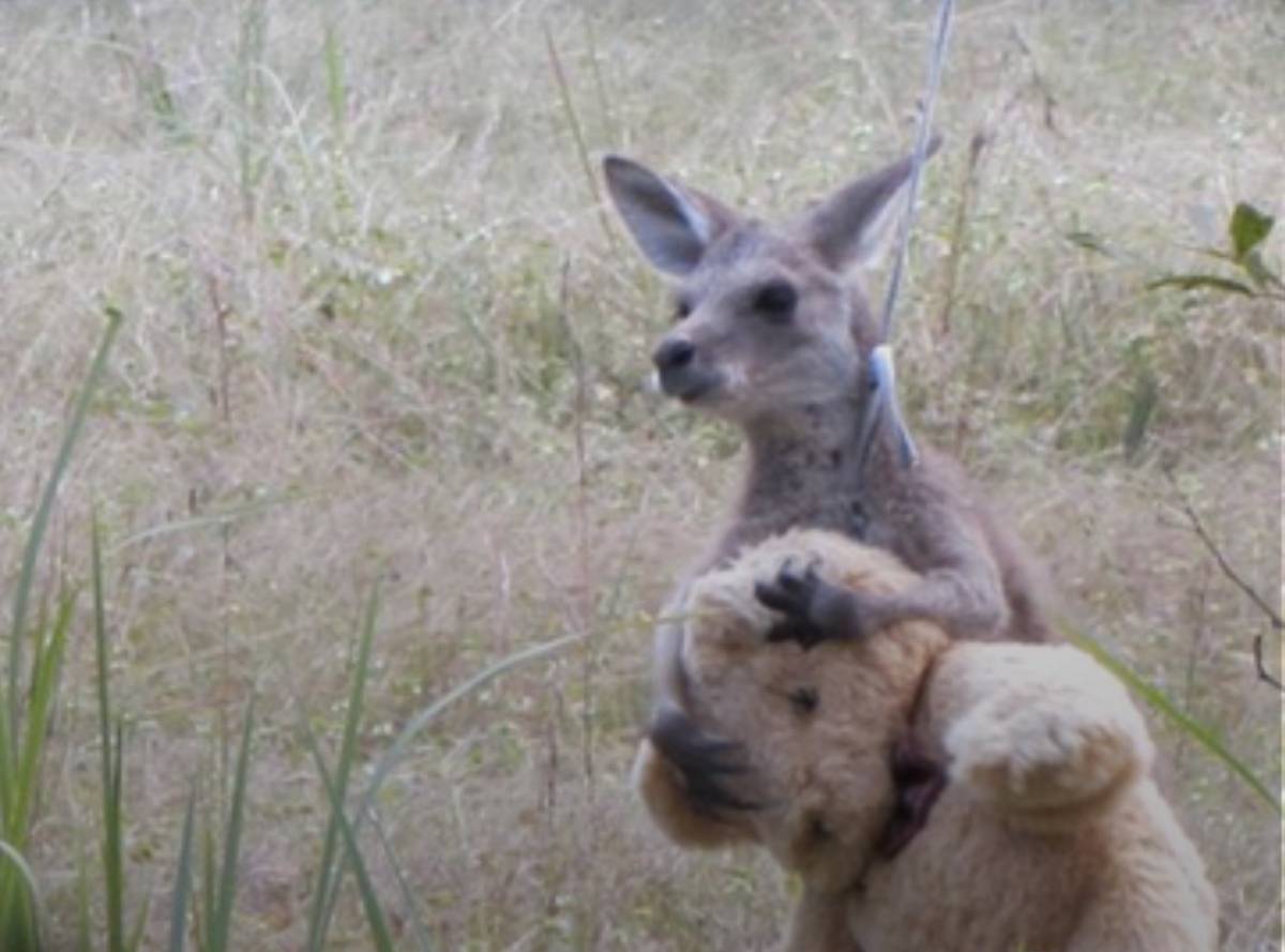 Mali kengur ne ispušta plišanog medu: Tužna scena krije priču koja je ganula mnoge - Naslovi.net