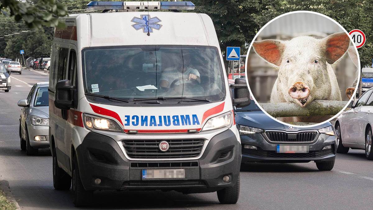 Svinja izujedala ženu u Prokuplju | Mondo