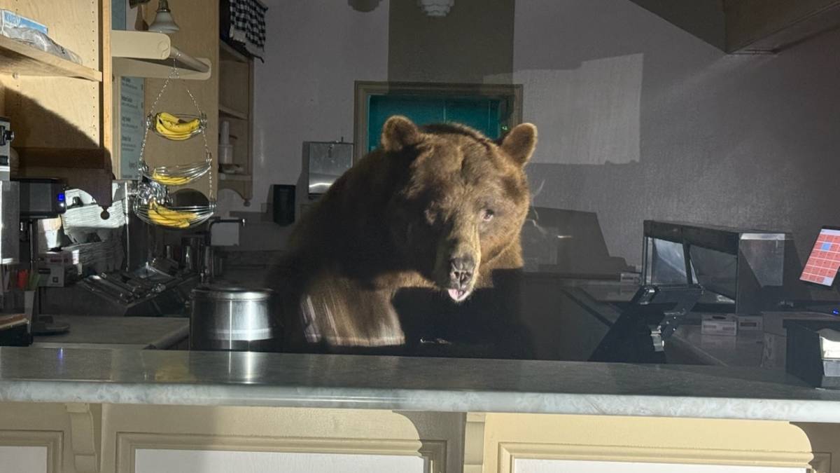 Medved provalio u prodavnicu pa jeo sladoled dok se nije onesvestio | Mondo