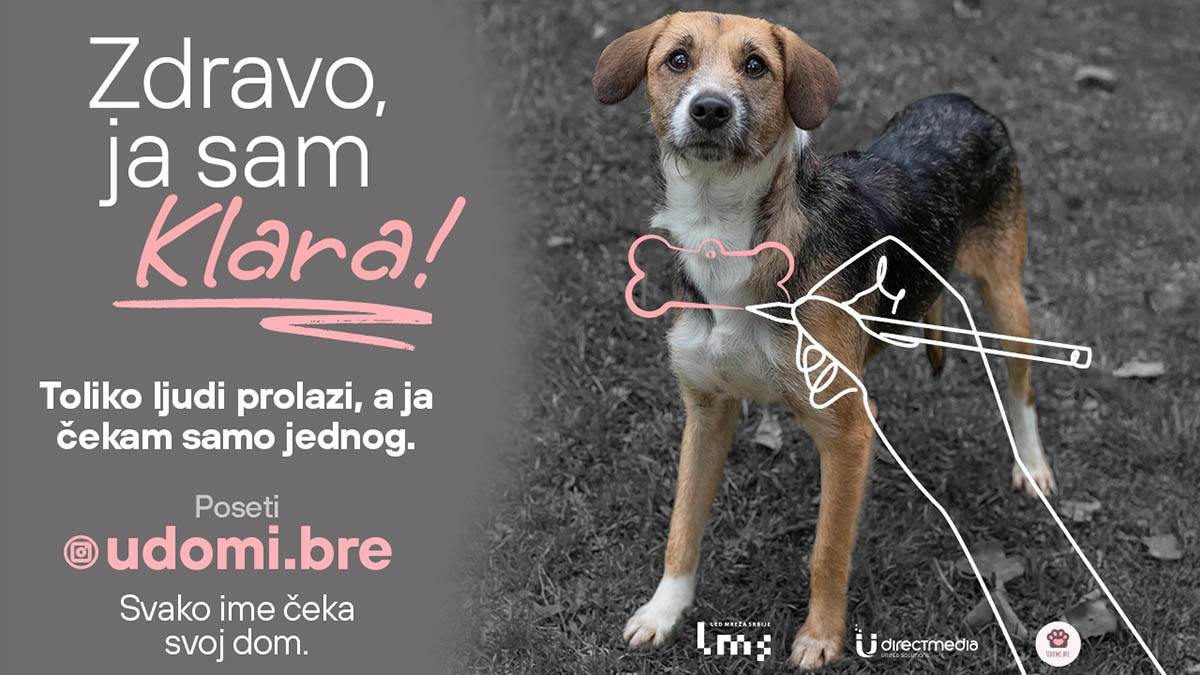 DION daje glas onima koji ga nemaju – pokrenuta nacionalna kampanja za udomljavanje napuštenih ...