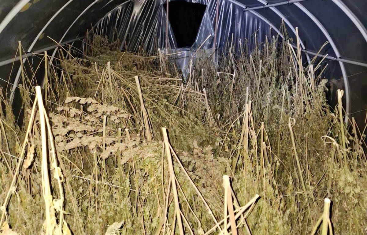 Zapljenjeno više od 200 kilograma marihuane kod Loznice | Mondo