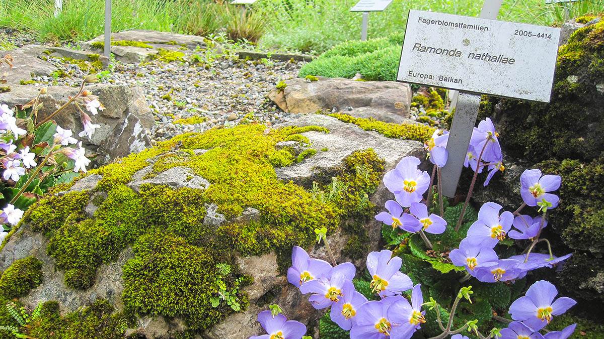 Šta je Natalijina ramonda | Mondo