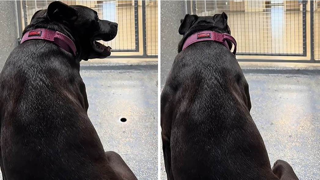 Pitbul Luna satima čeka porodicu koja ju je napustila | Mondo