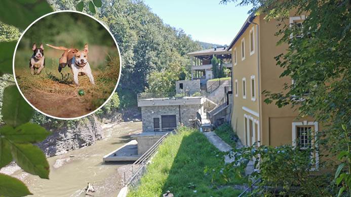 Psi masovno otrovani u Ivanjici | Mondo