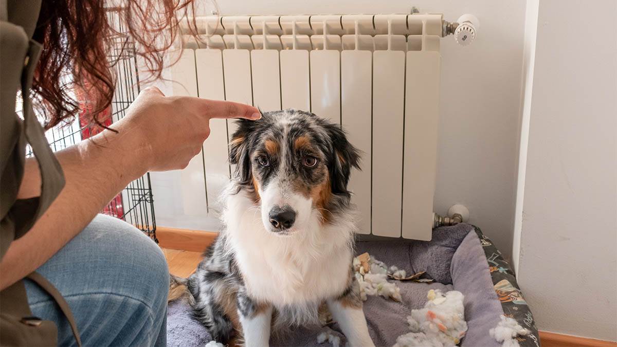 Kako vikanje utiče na psa? | Mondo