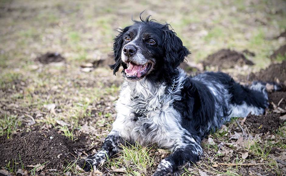 Policijski pas Ahil juri dilere u Srbiji | Mondo
