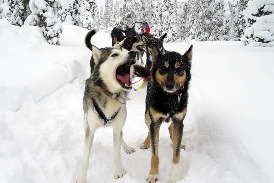 Snimak ljutih Haskija je nešto najsmešnije što ćete videti danas | Mondo