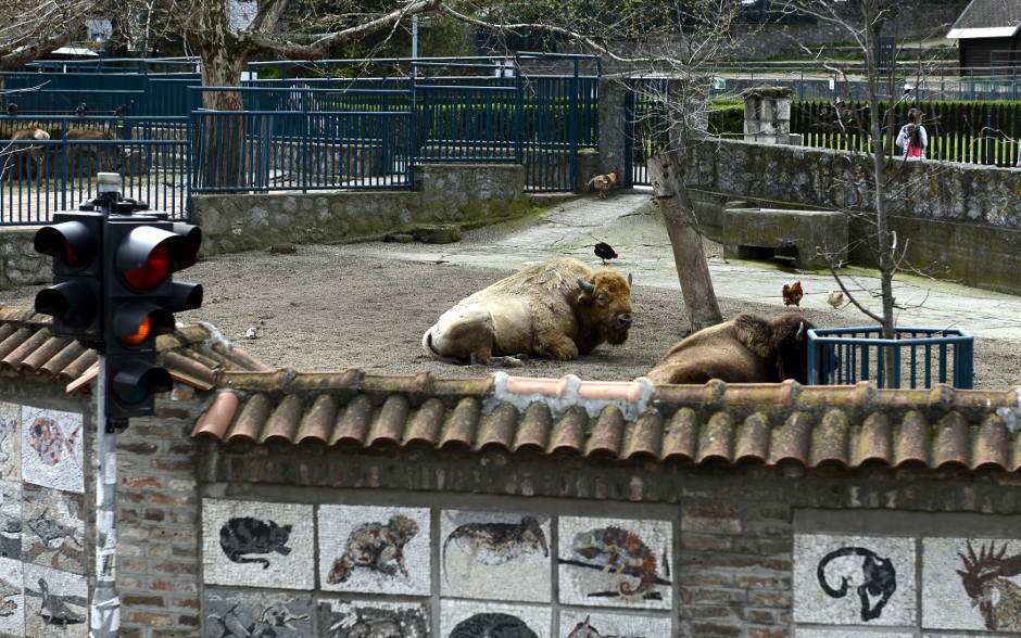 Stižu nove životinje u beogradski zoo vrt | Mondo