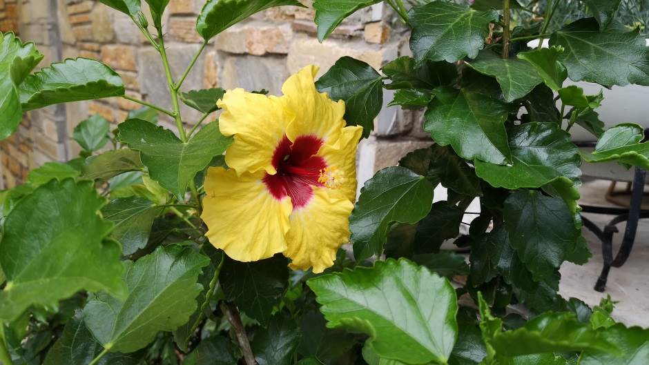 Novi Sad reciklaža papira za sadnice cveća i drveća | Mondo