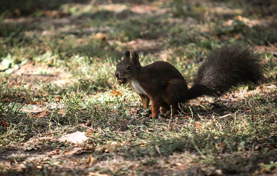 SAD bubonska kuga veverica epidemija | Mondo