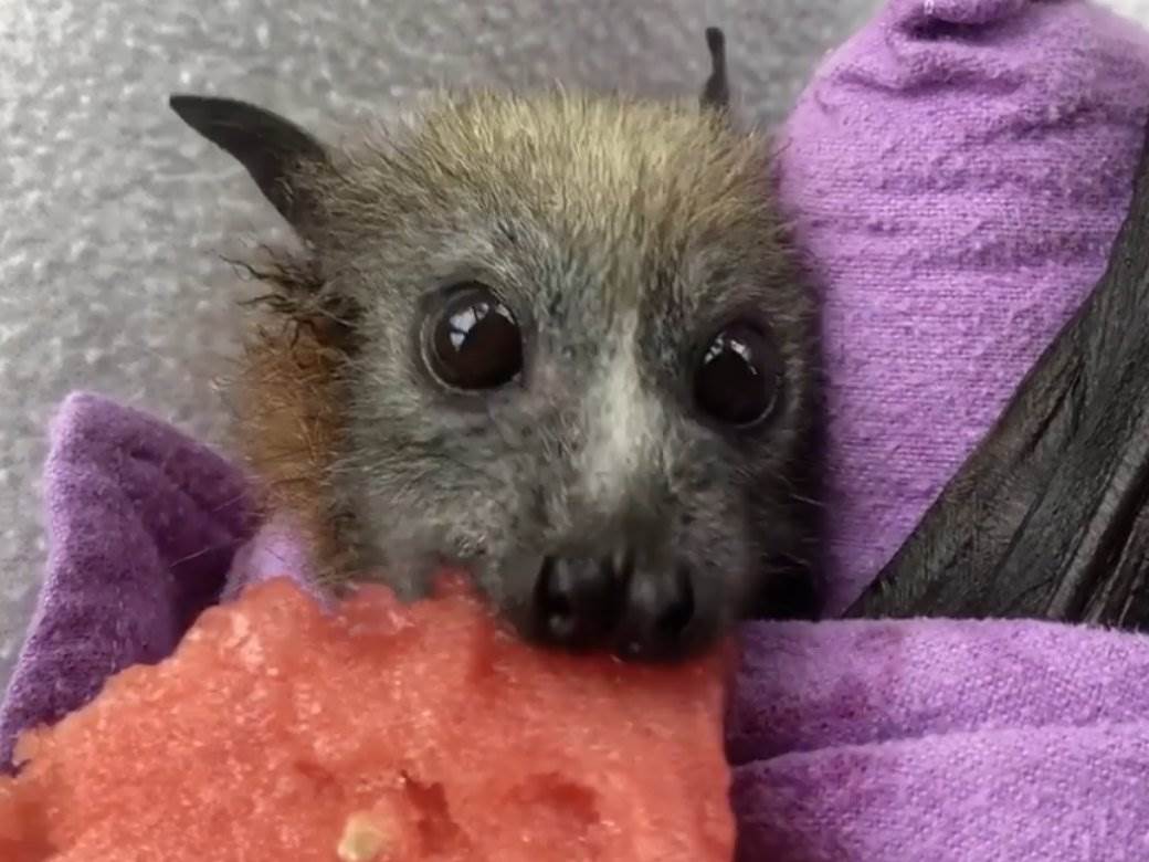 Slepi miš jede lubenicu | Mondo