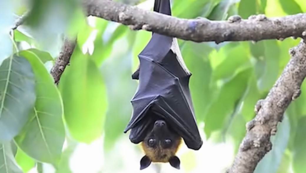 Slepi miševi veličine čoveka na Filipinima | Mondo