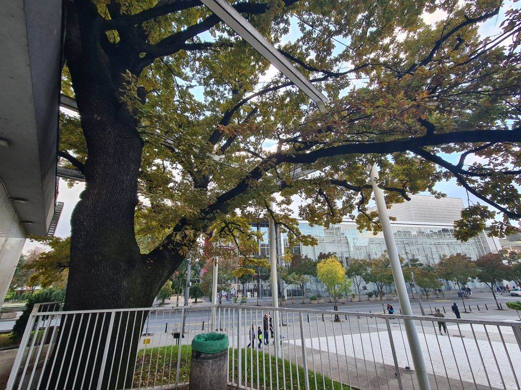 Ovo je najstarije drvo u Beogradu | Mondo