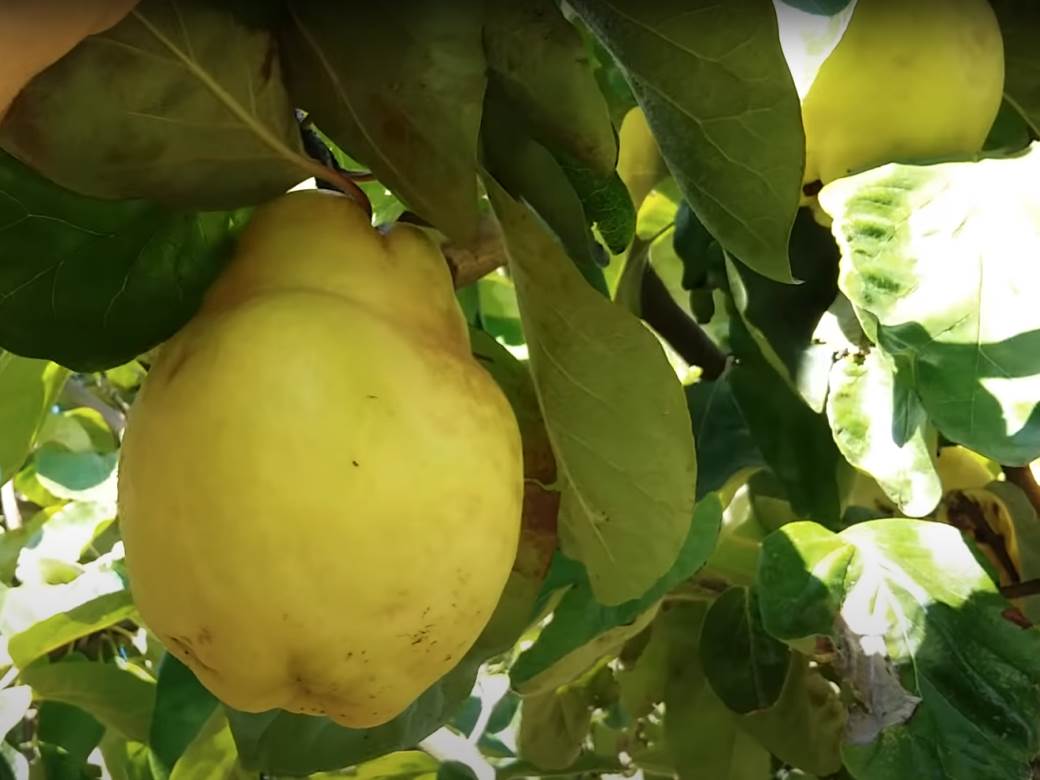 dunje zdrava ishrana caj od dunja sok od dunje problemi s varenjem ...