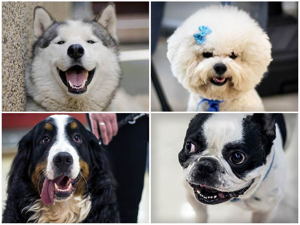 Šta je srčani crv kod kućnih ljubimaca | Mondo