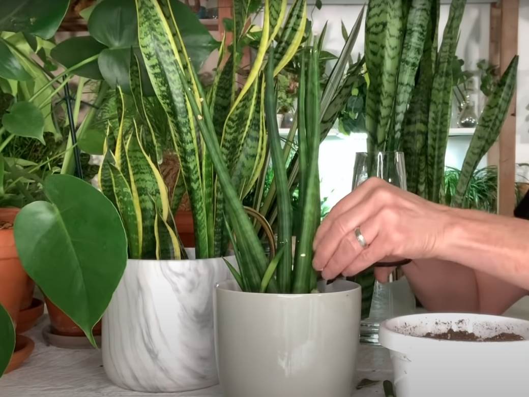 sobno cvece biljke kako se presadjuje i razmnozava | Mondo