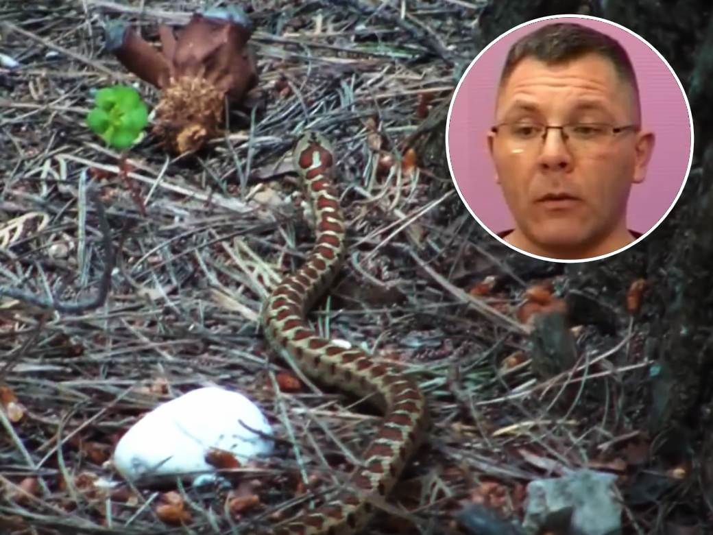 zmije priroda sta raditi zastita | Mondo