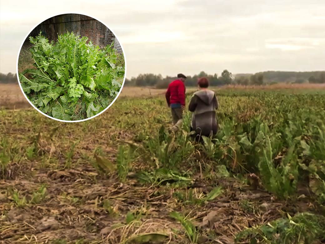 proizvodnja i prodaja rena cena i zarada | Mondo