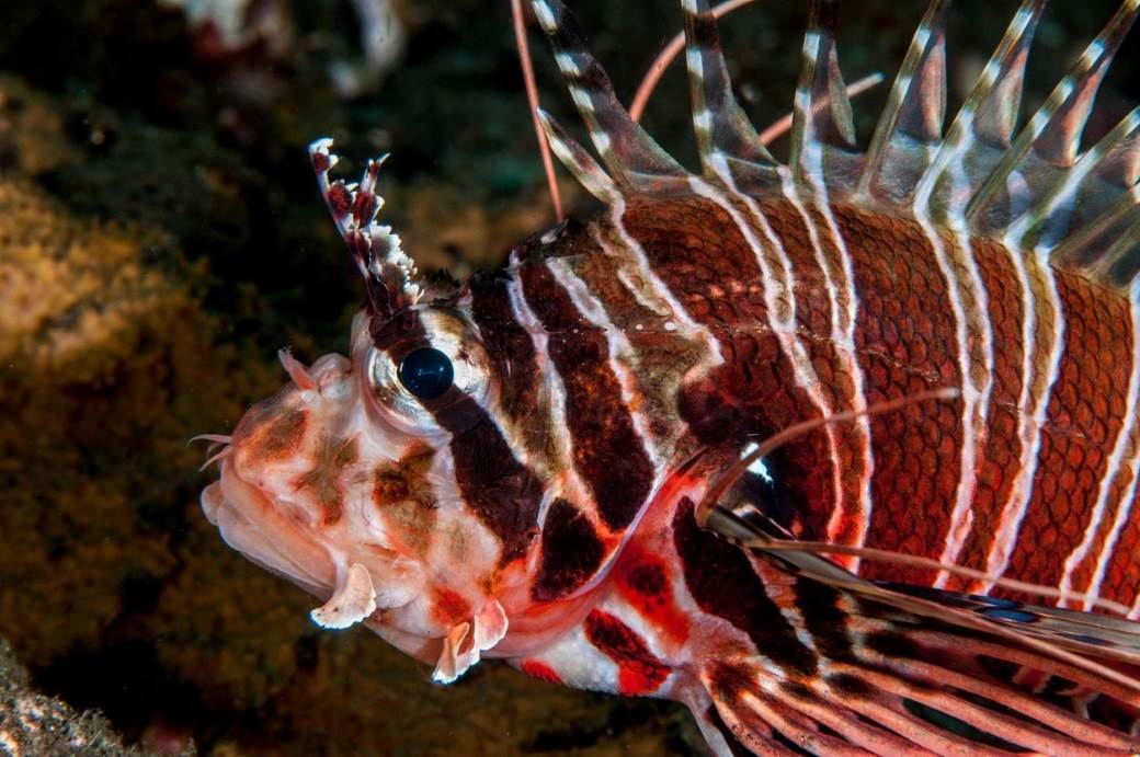 jadransko more otrovna riba paun se pojavila | Mondo