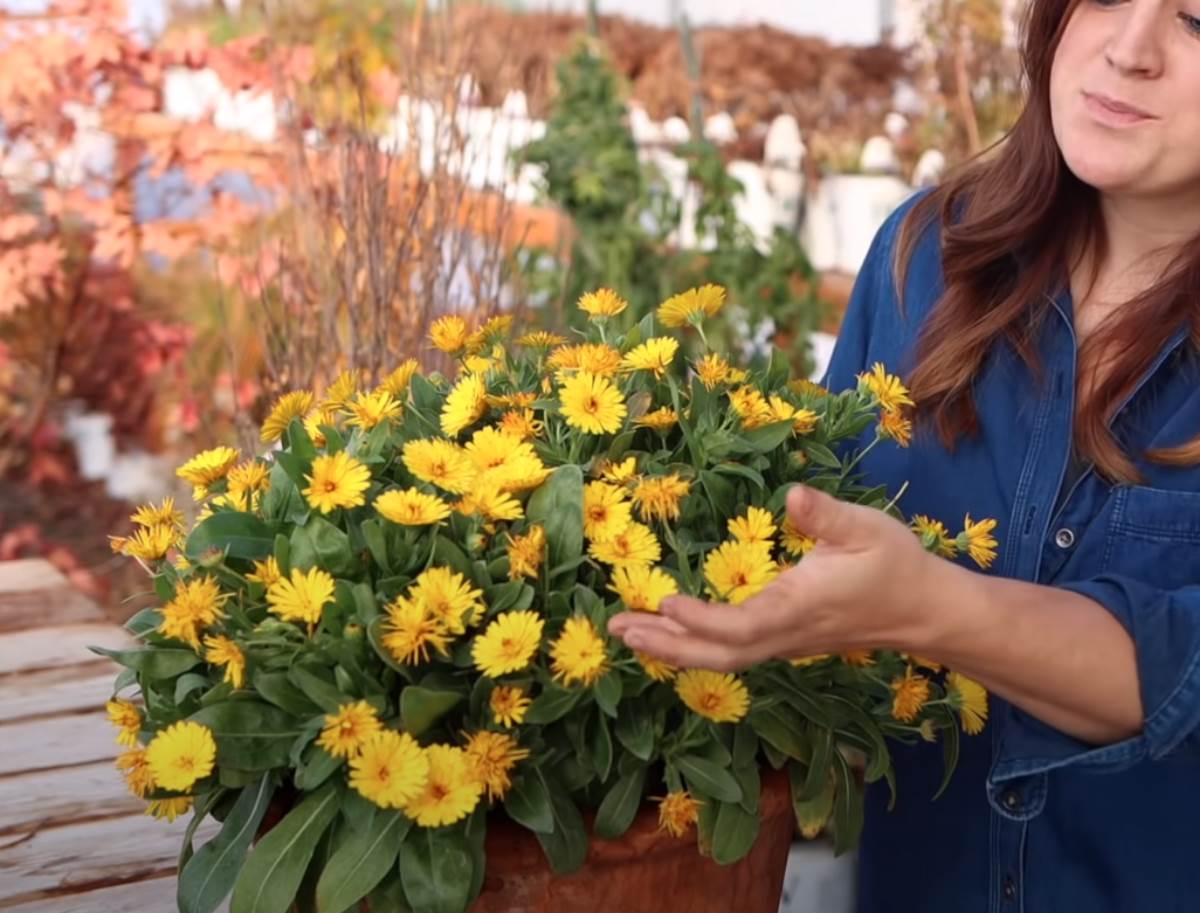 sta tera komarce cvece neven zalfija | Mondo